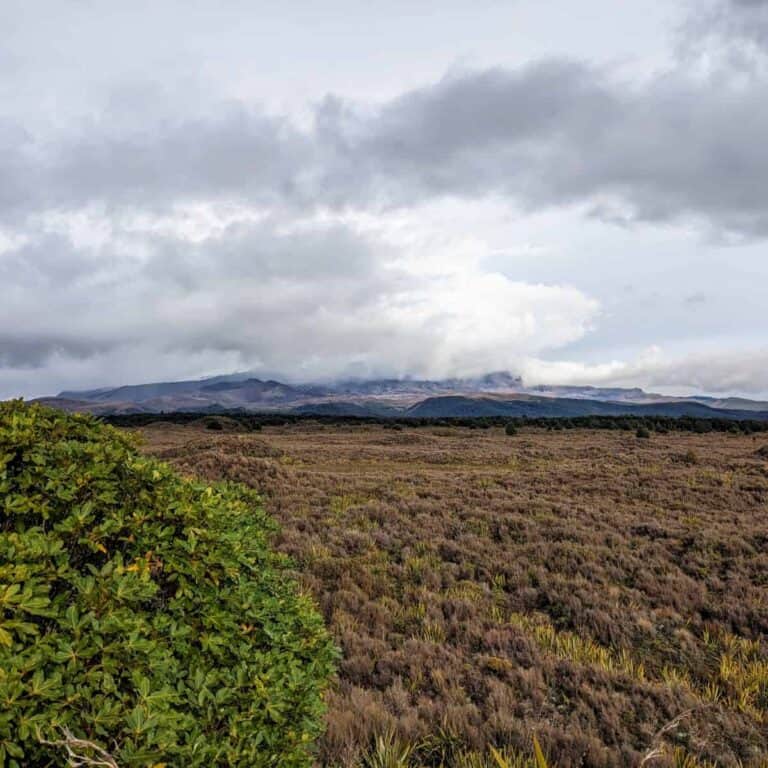 Three Short & Easy Walks in Tongariro National Park